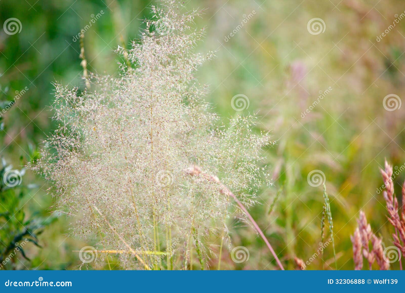 Bluegrass on a field stock photo. Image of rural, grass - 32306888