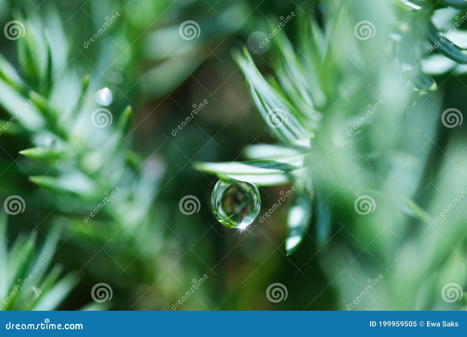 Bluegreen Juniper Needles and Water Drop with Sun Beam and Refractions ...