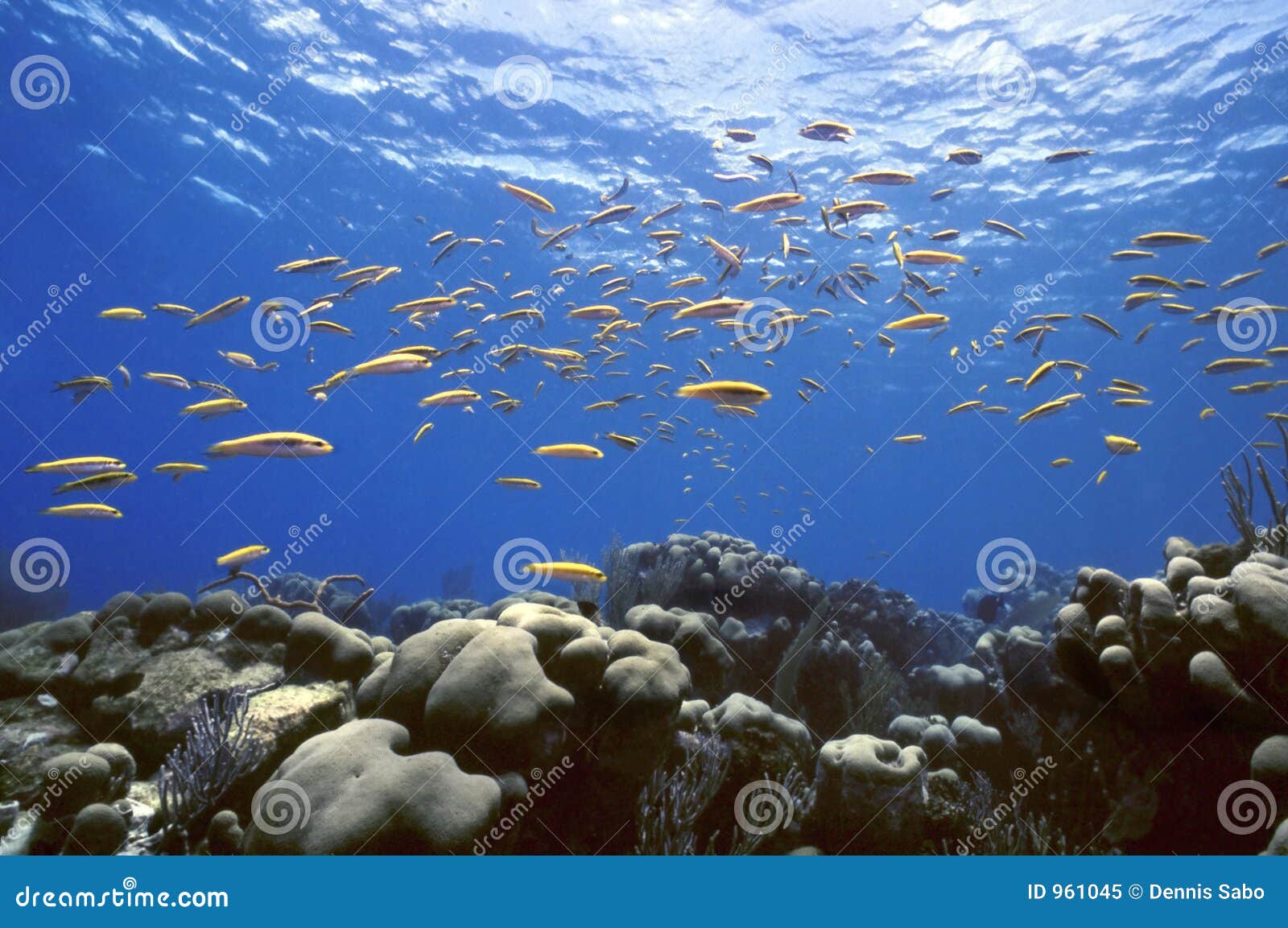 Blueheads stock image. Image of tropical, gorgonian, swim - 961045