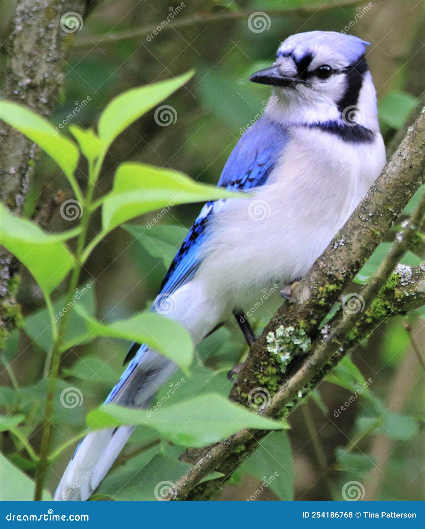 Bluejay stock photo. Image of bluejay, wildlife, bluebird - 254186768