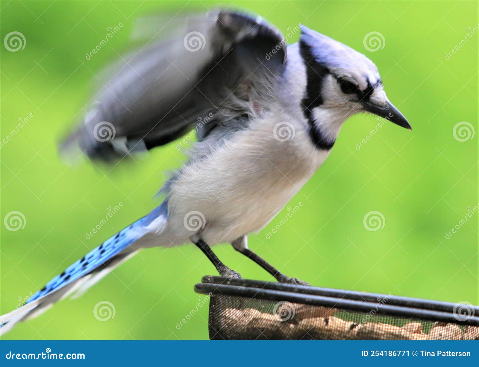Bluejay stock image. Image of wildlife, beautiful, bird - 254186771