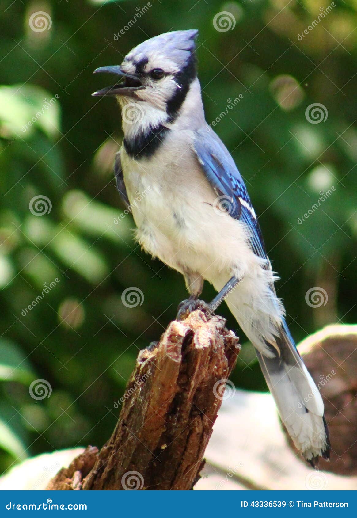 Bluejay stock image. Image of spring, summer, blue, enjoying - 43336539