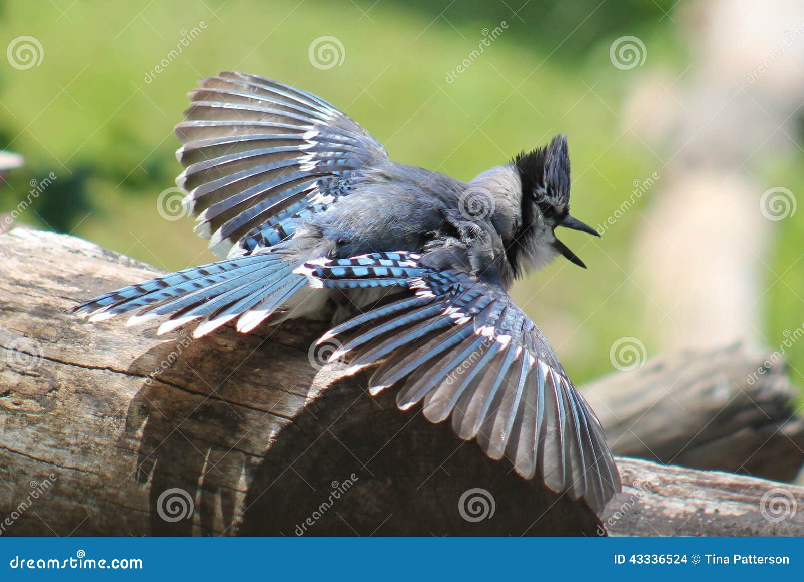 Bluejay stock photo. Image of green, bluebird, blue, brown - 43336524