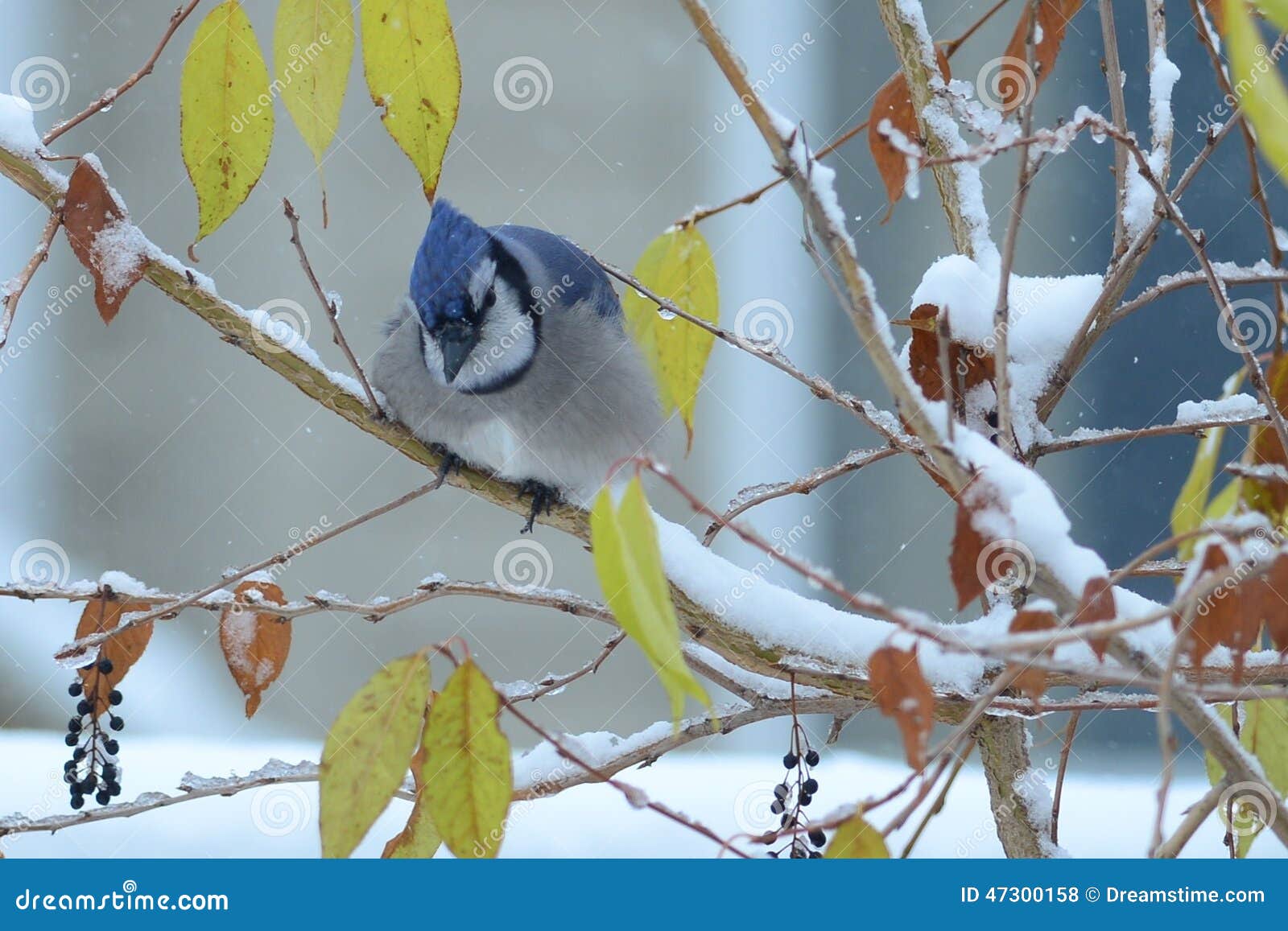 Bluejay stock photo. Image of alberta, branch, winter - 47300158