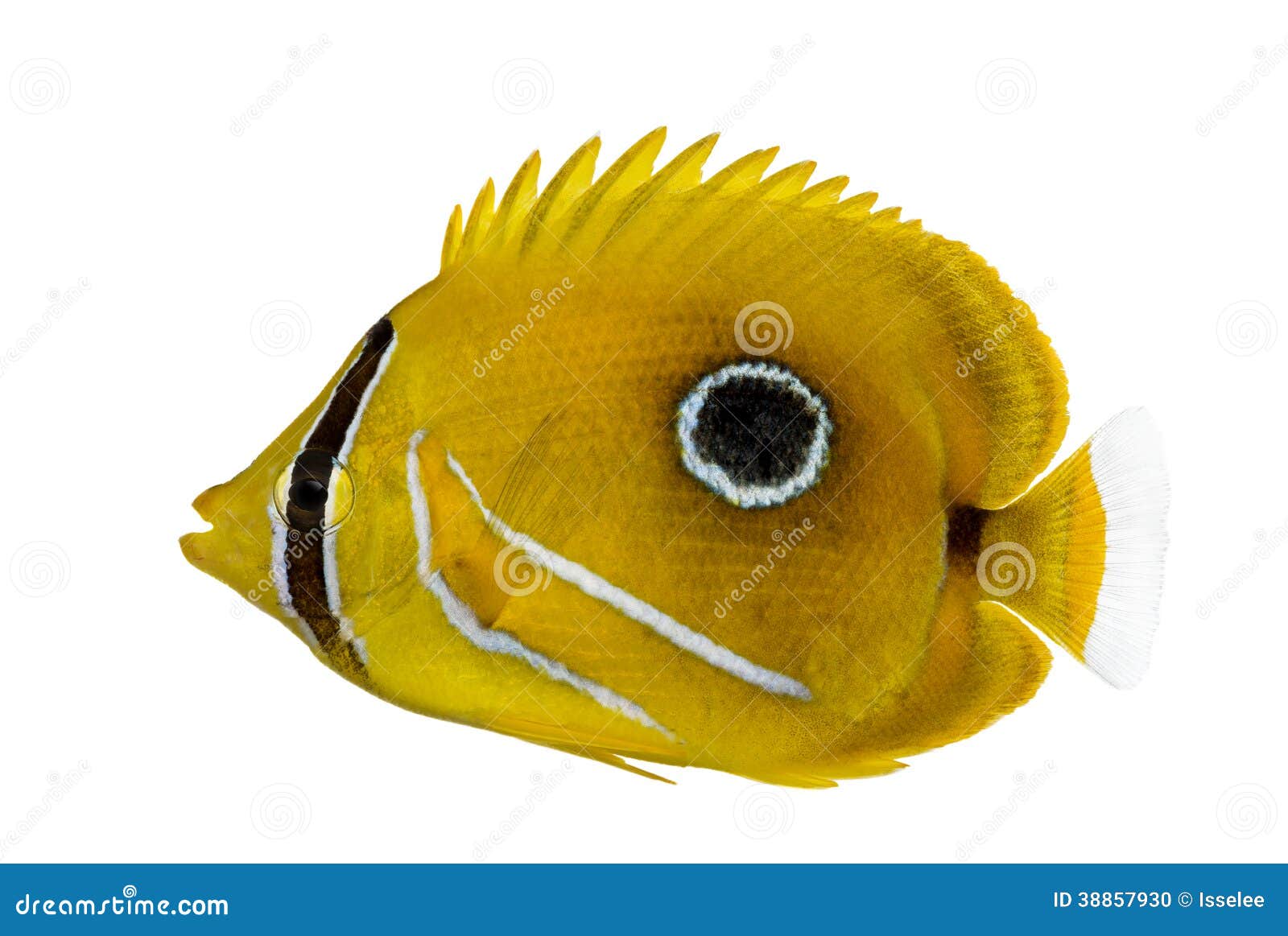 Bluelashed Butterflyfish, Chaetodon Bennetti, Stock Photo - Image of ...