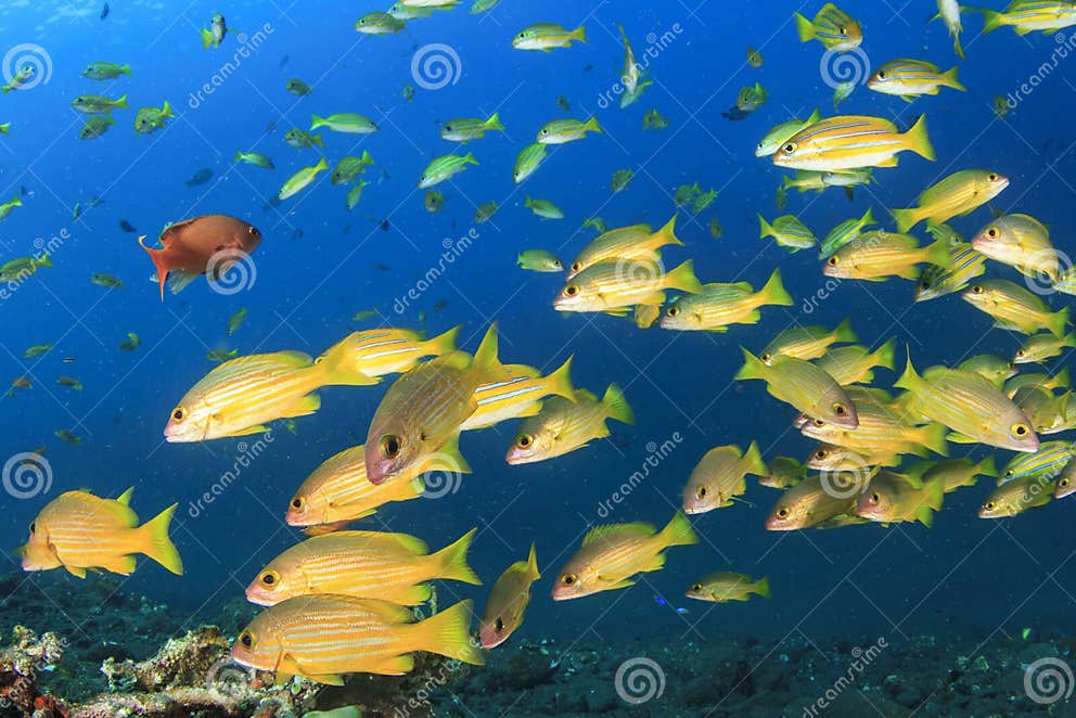 Bluelined Snapper fish stock photo. Image of colorful - 36030840