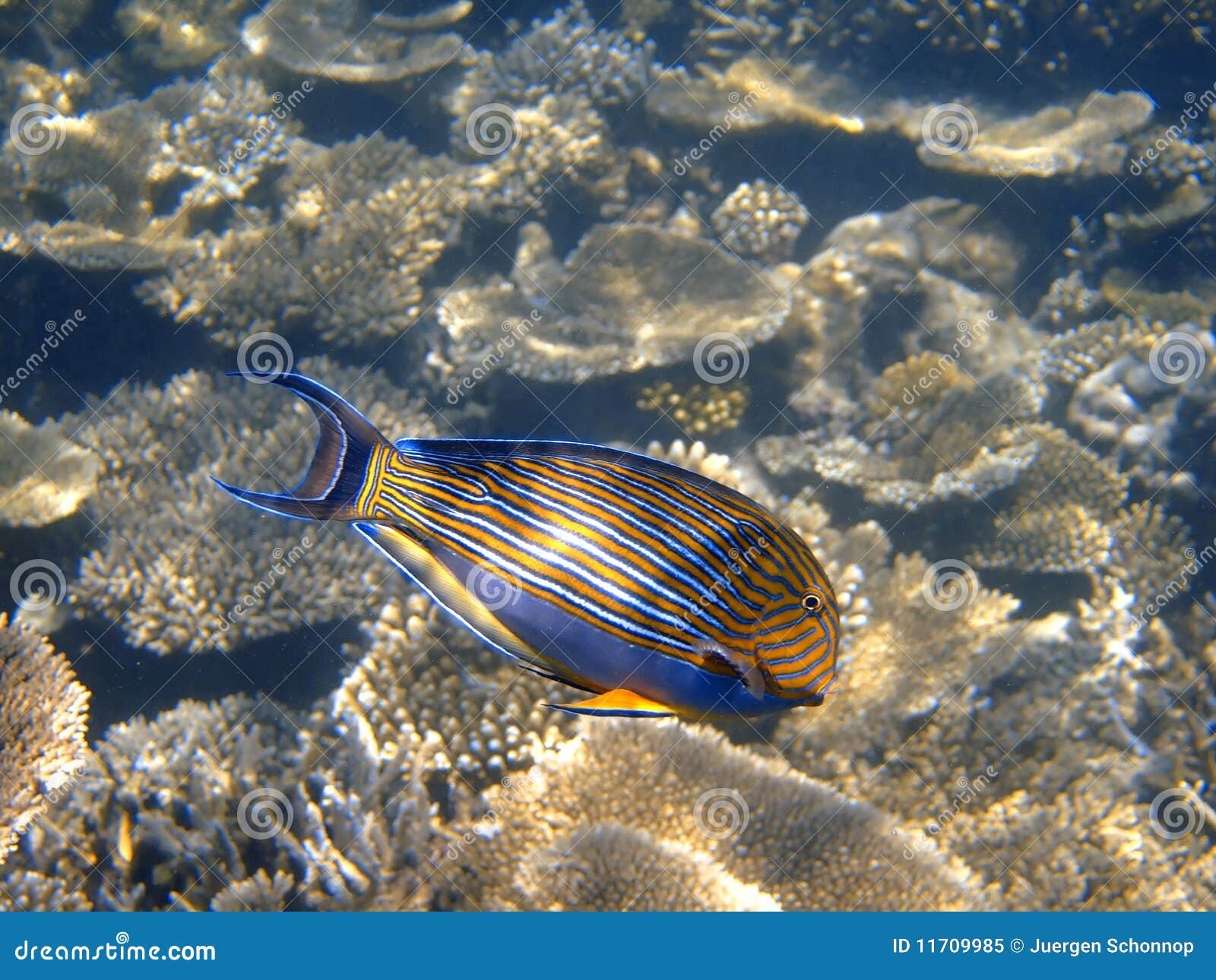 Bluelined Surgeonfish, Maldives Stock Image - Image of atoll, coral ...