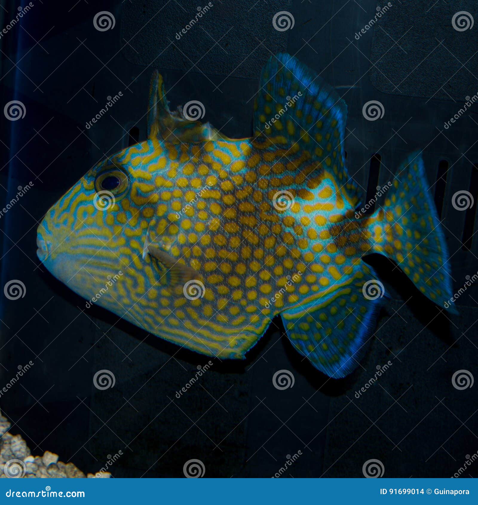 Bluelined Triggerfish Pseudobalistes Fuscus Stock Photo - Image of ...