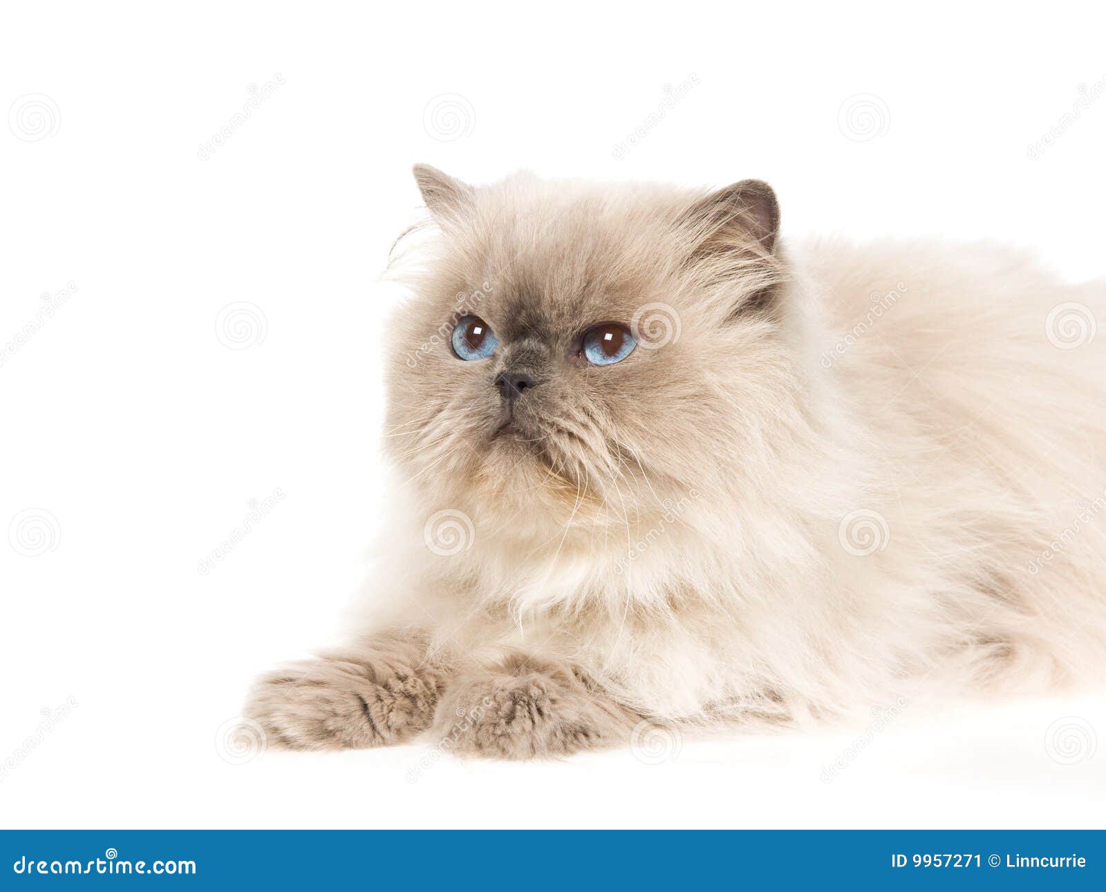 305 Himalayan Cat White Background Stock Photos - Free & Royalty-Free ...