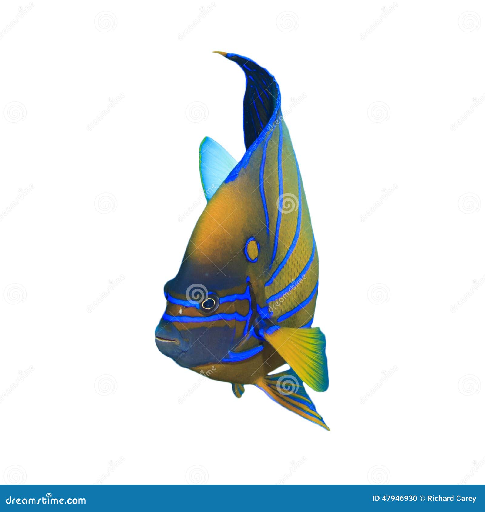 Bluering Angelfish stock photo. Image of butterflyfish - 47946930