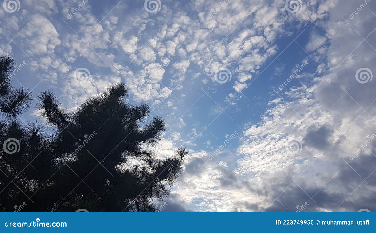 A Clown Tree Frog, Dendropsophus Sarayacuensis, At A Dark Green Leaf ...