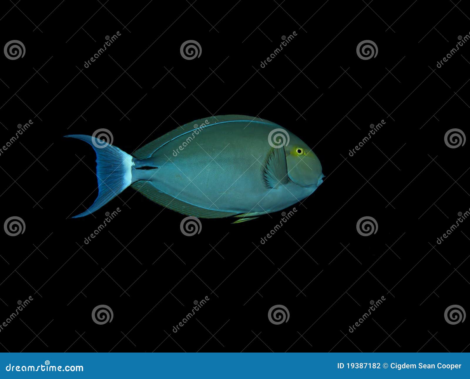 Bluespine Unicornfish stock photo. Image of water, unicornfish - 19387182