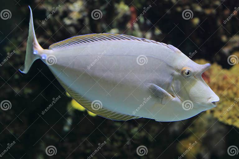 Bluespine unicornfish stock photo. Image of bluespine - 28772328