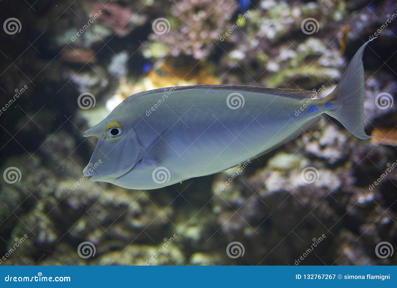 A bluespine unicornfish editorial photography. Image of october - 132767267
