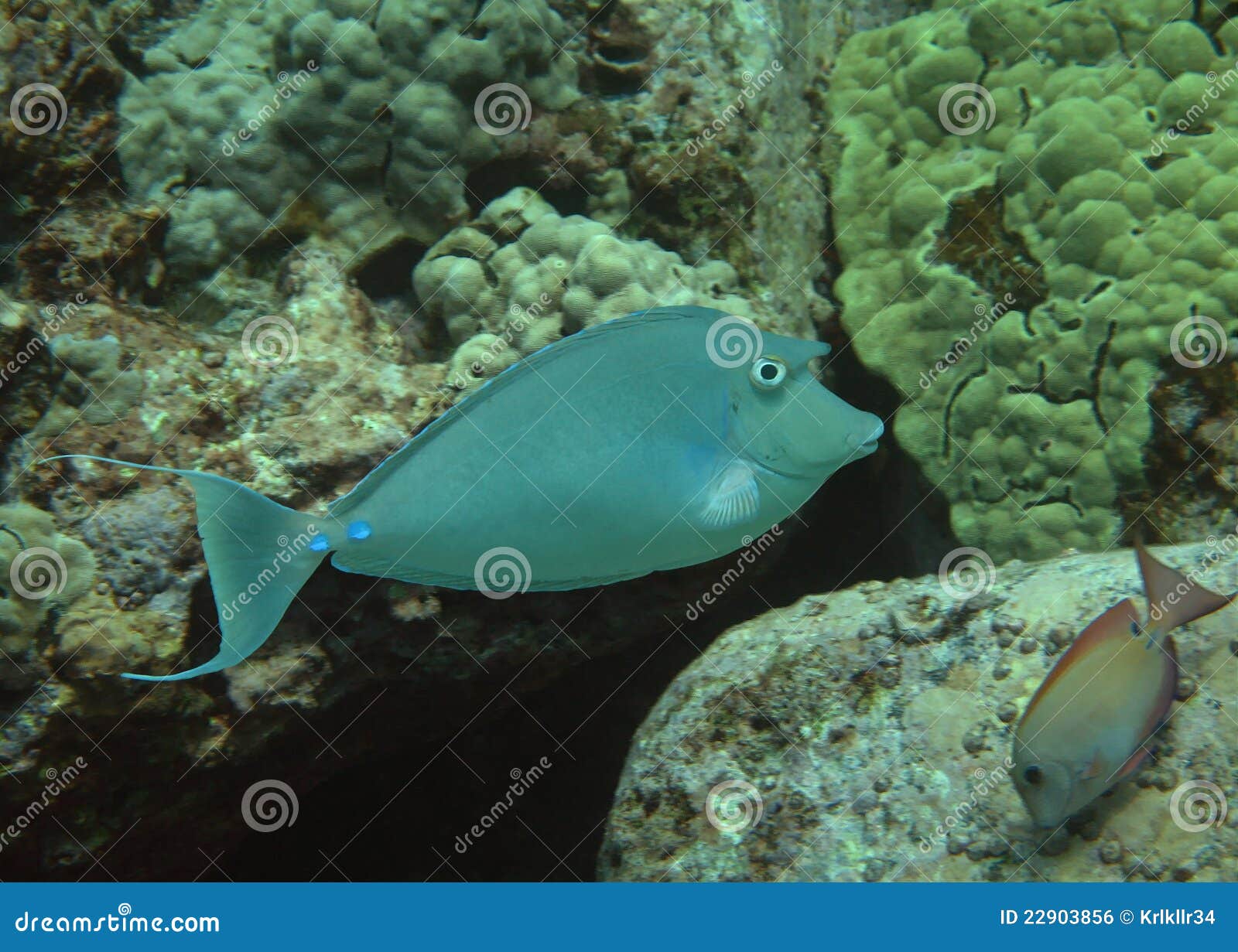 Bluespine Unicornfish (kala) Stock Photo - Image of ocean, swim: 22903856