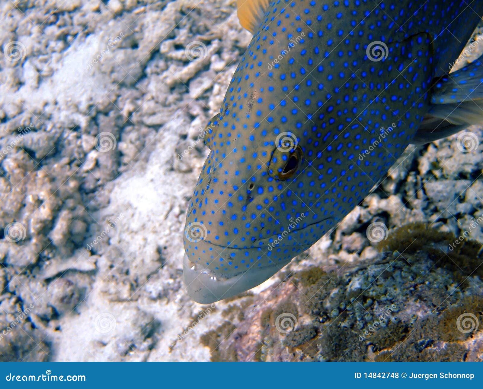 Bluespotted grouper stock photo. Image of tropical, underwater - 14842748