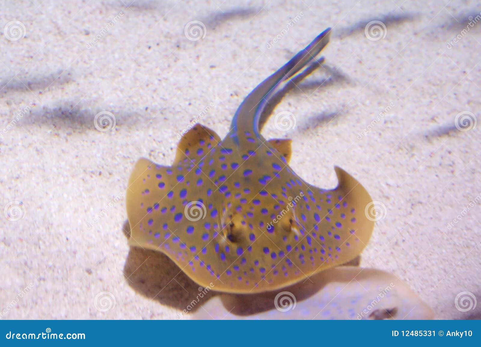 Bluespotted Ribbontail Ray Taeniura Lymma Isolated On A White ...