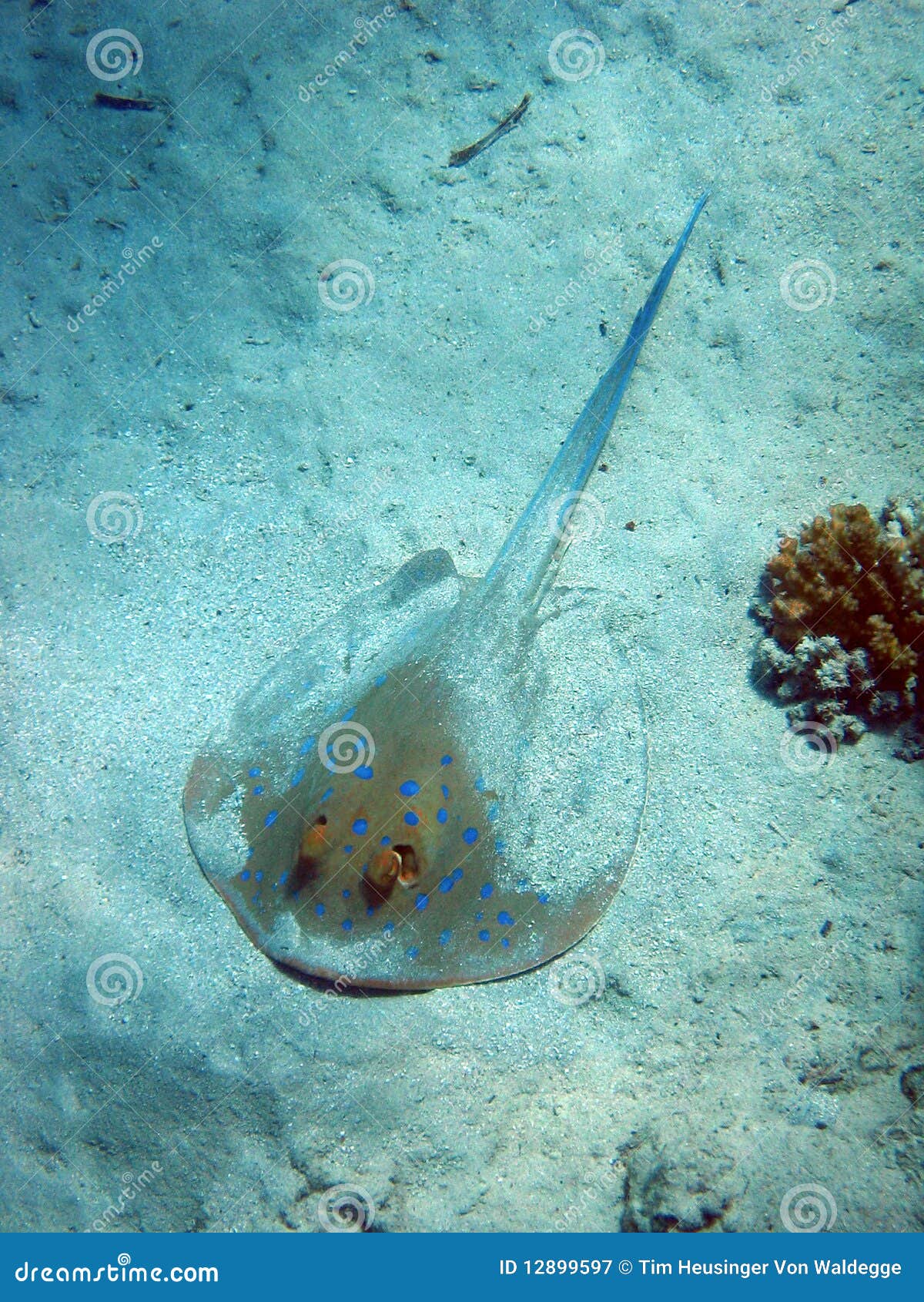 Bluespotted Ribbontail Ray Taeniura Lymma Isolated On A White ...