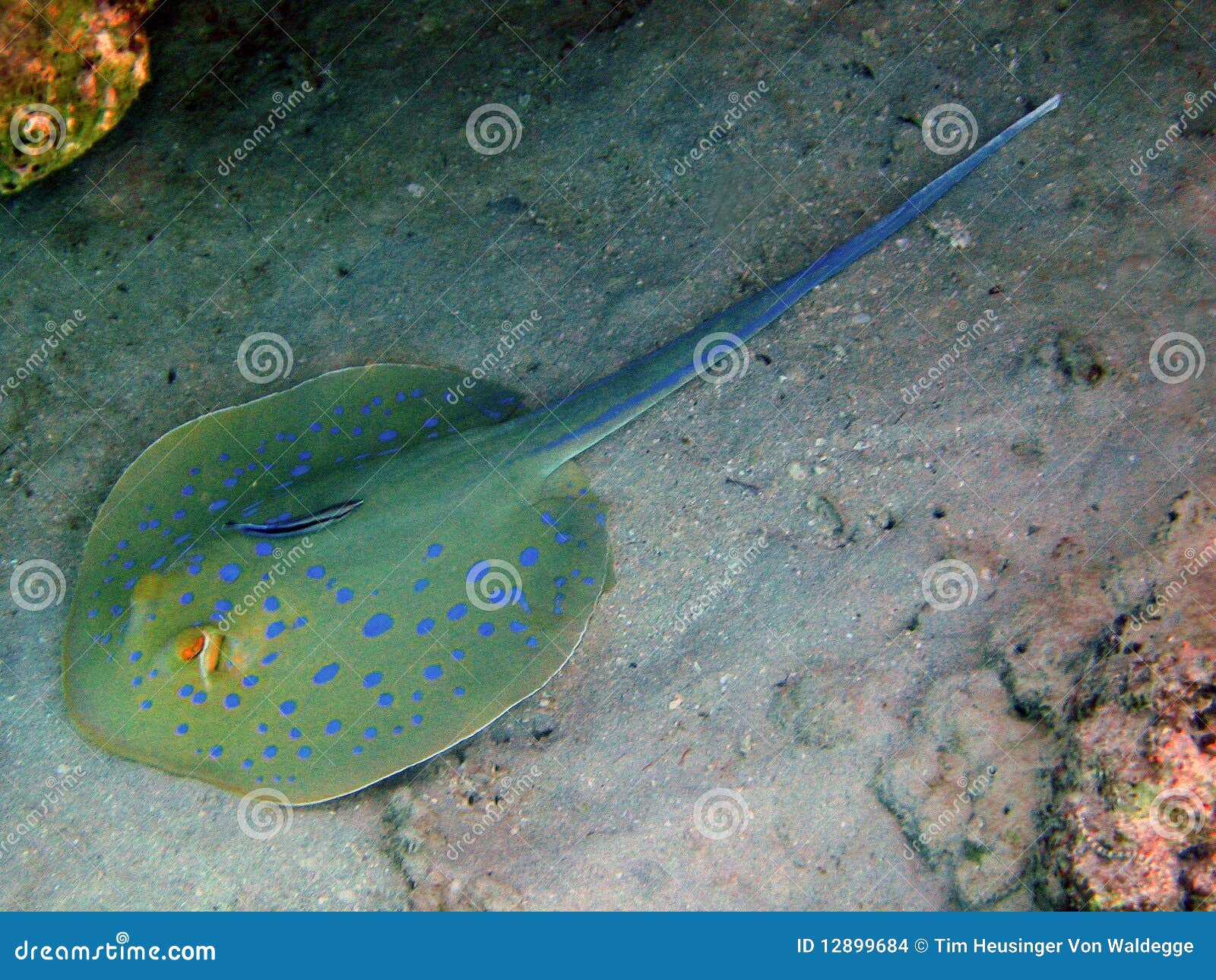 Bluespotted ribbontail ray stock photo. Image of myliobatiformes - 12899684