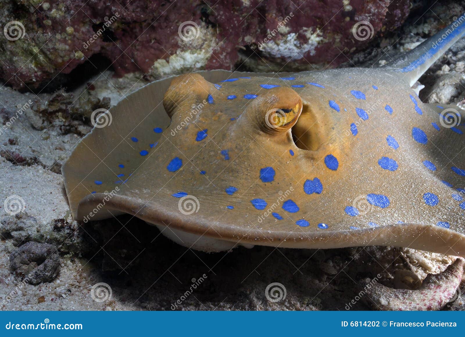 Bluespotted ribbontail ray stock photo. Image of divers - 6814202