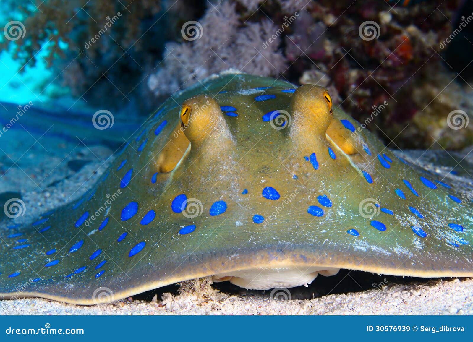 Bluespotted-Stechrochen stockbild. Bild von exotisch - 30576939