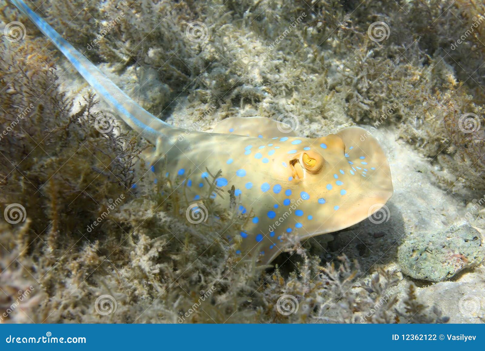 Bluespotted stingray stock photo. Image of exotic, beauty - 12362122