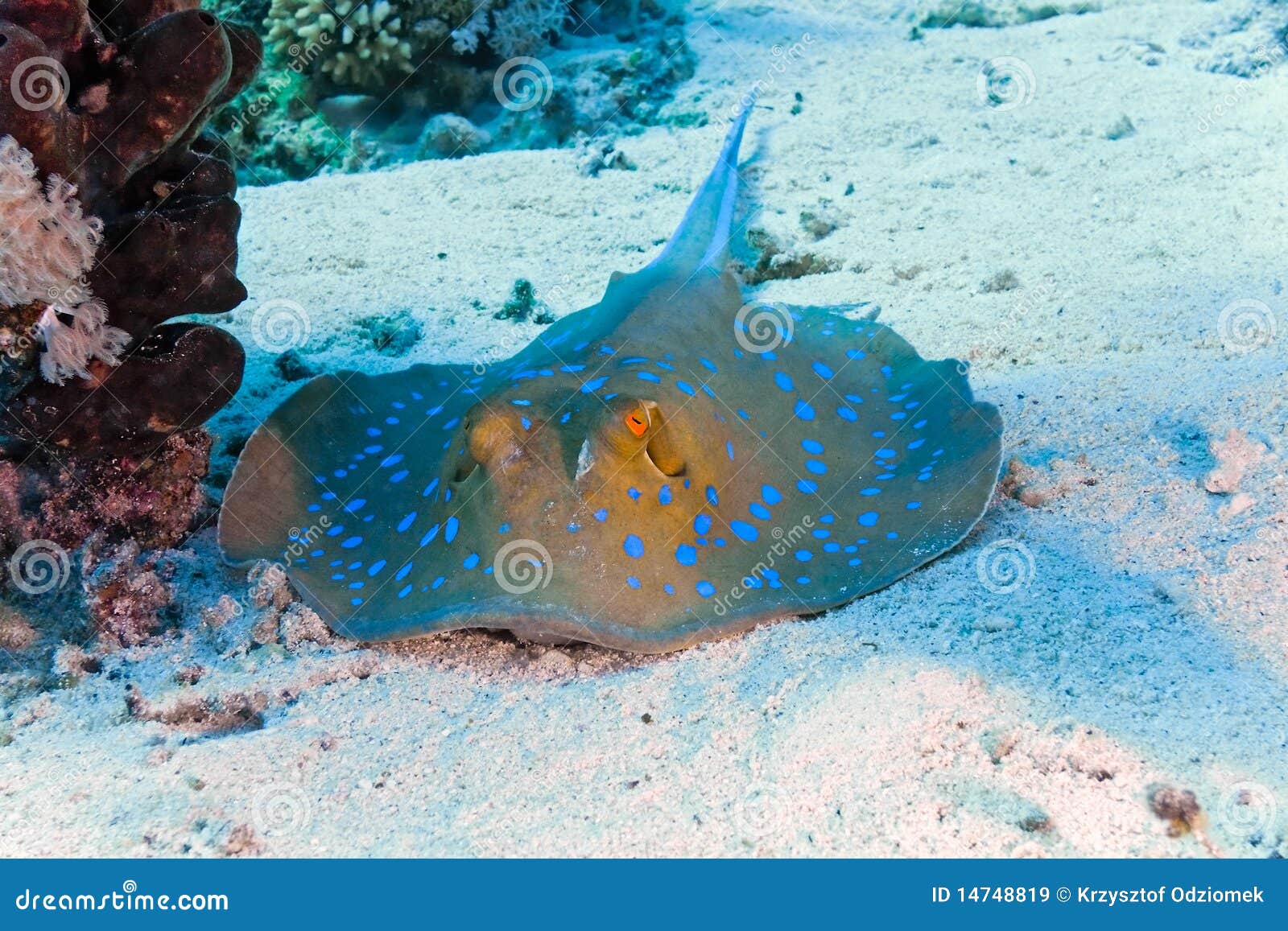 Bluespotted Stingray Bluespotted Ribbontail Ray, Blue Dot Stingray Is ...
