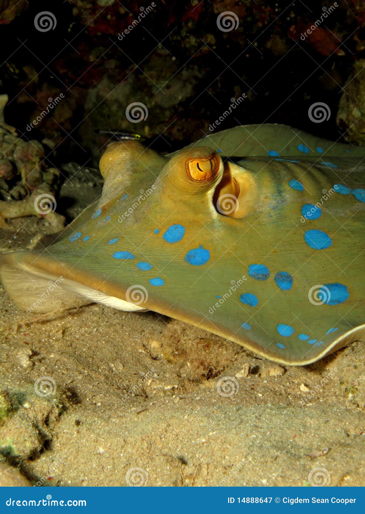 Bluespotted stingray stock image. Image of blue, taeniura - 14888647