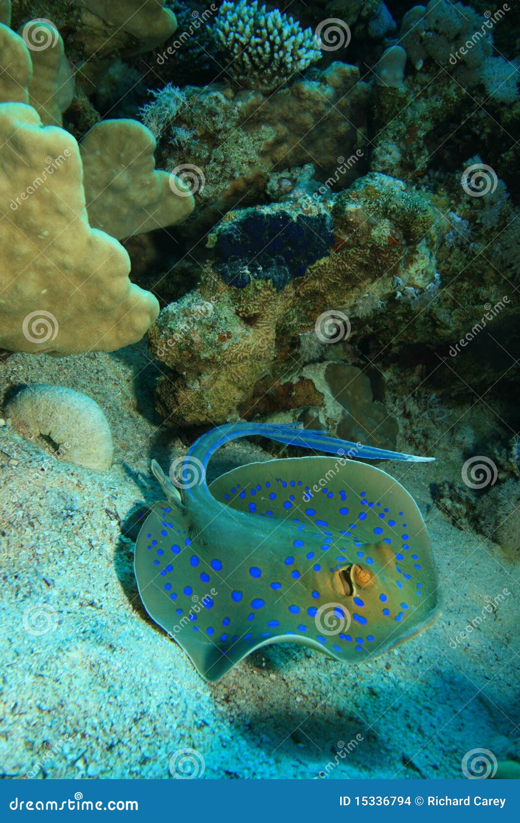 Bluespotted Stingray stock photo. Image of beauty, reef - 15336794