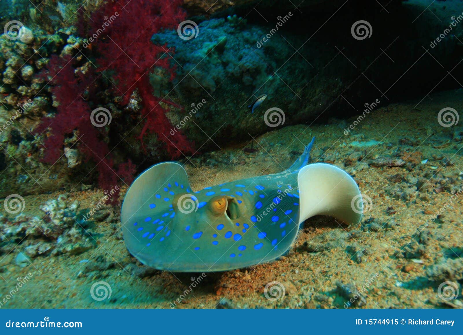 Bluespotted Stingray Bluespotted Ribbontail Ray, Blue Dot Stingray Is ...