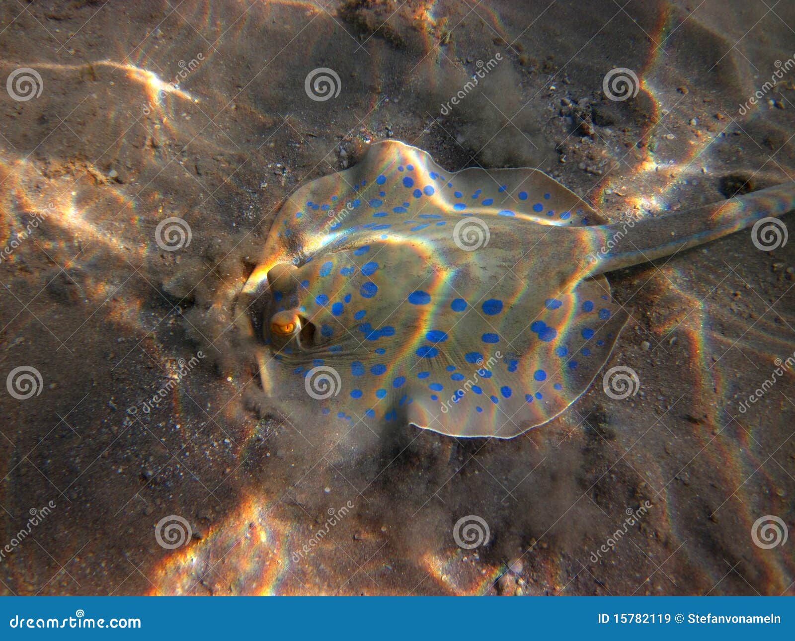 Bluespotted Stingray Bluespotted Ribbontail Ray, Blue Dot Stingray Is ...