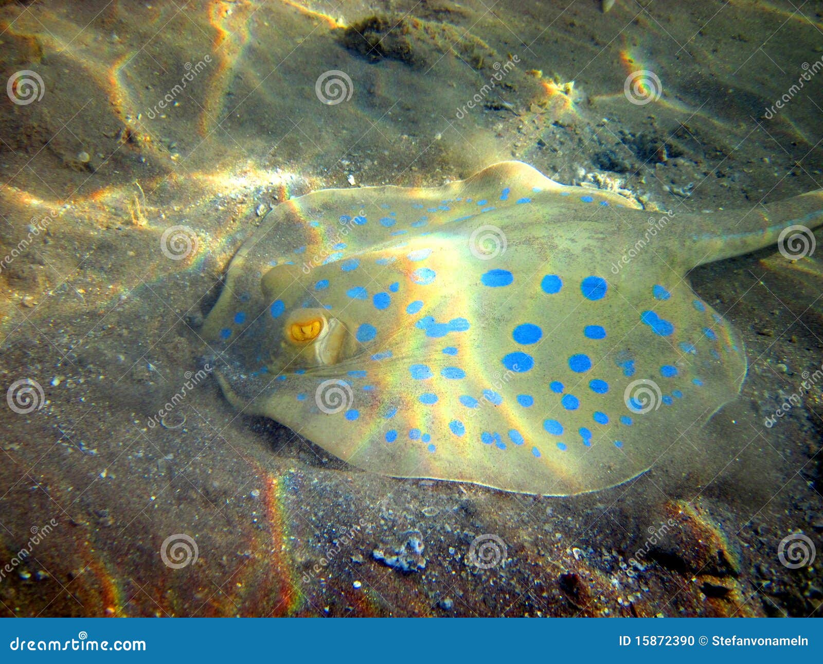 Bluespotted stingray stock photo. Image of animal, aquatic - 15872390