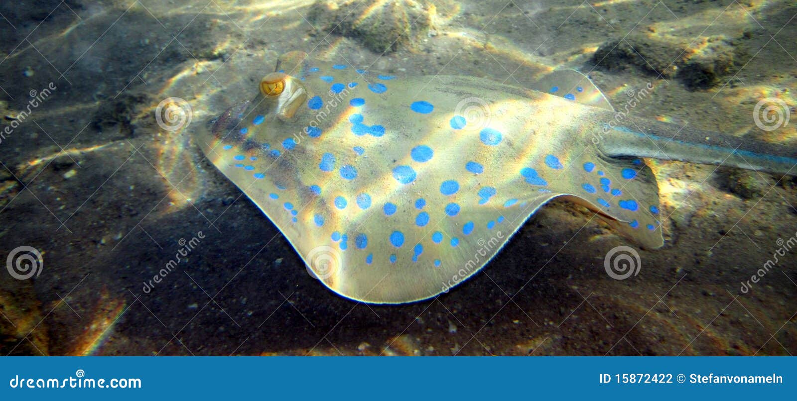 Bluespotted stingray stock photo. Image of lymma, bottom - 15872422
