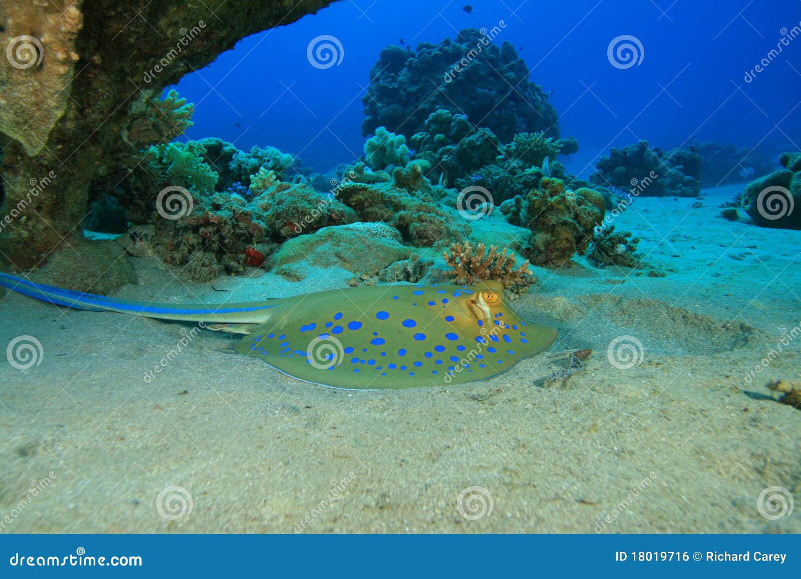 Bluespotted Stingray stock photo. Image of spot, soft - 18019716