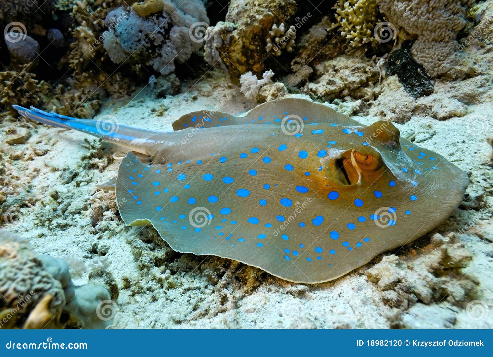 Bluespotted stingray stock photo. Image of underwater - 18982120