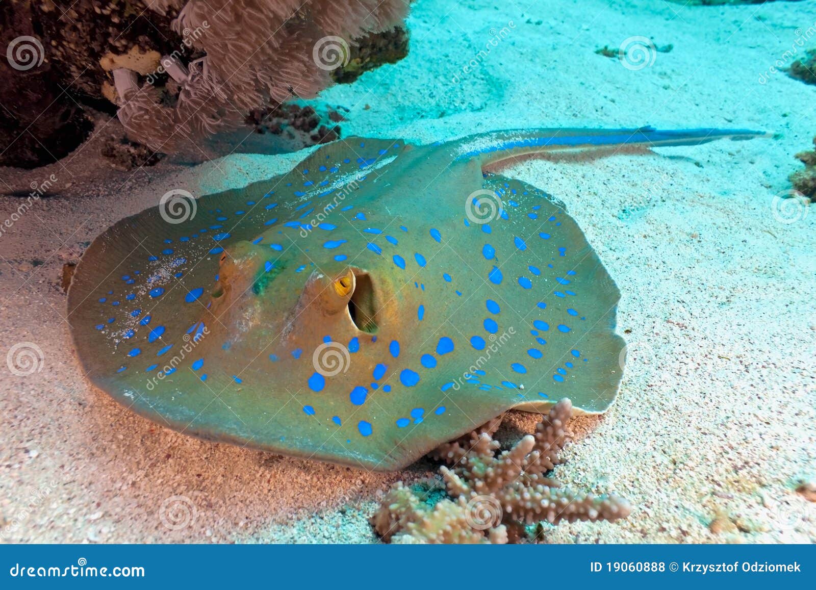 Bluespotted Stingray Bluespotted Ribbontail Ray, Blue Dot Stingray Is ...