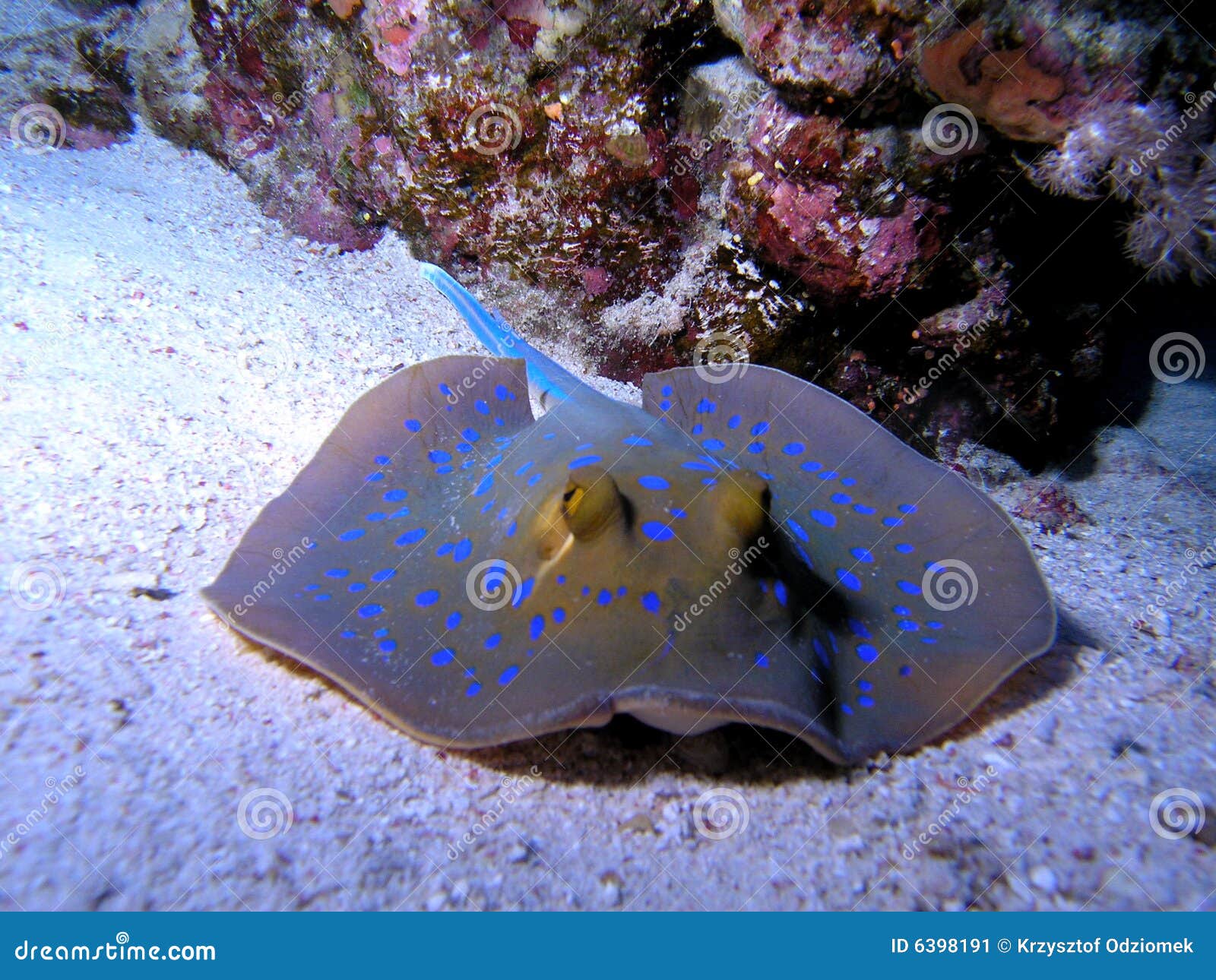 Bluespotted Stingray stock image. Image of bluespotted - 6398191