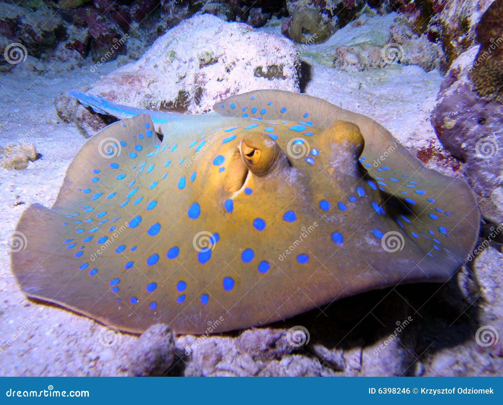 Bluespotted Stingray stock photo. Image of fish, scuba - 6398246