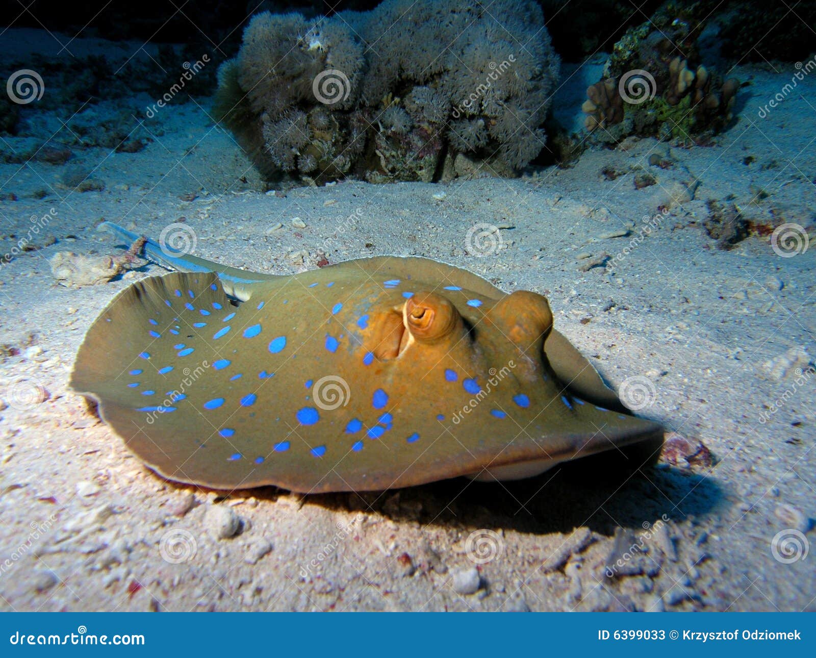 Bluespotted Stingray Picture. Image: 6399033