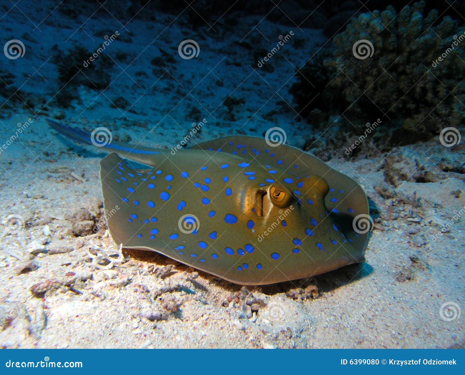 Bluespotted Stingray stock photo. Image of reef, coral - 6399080