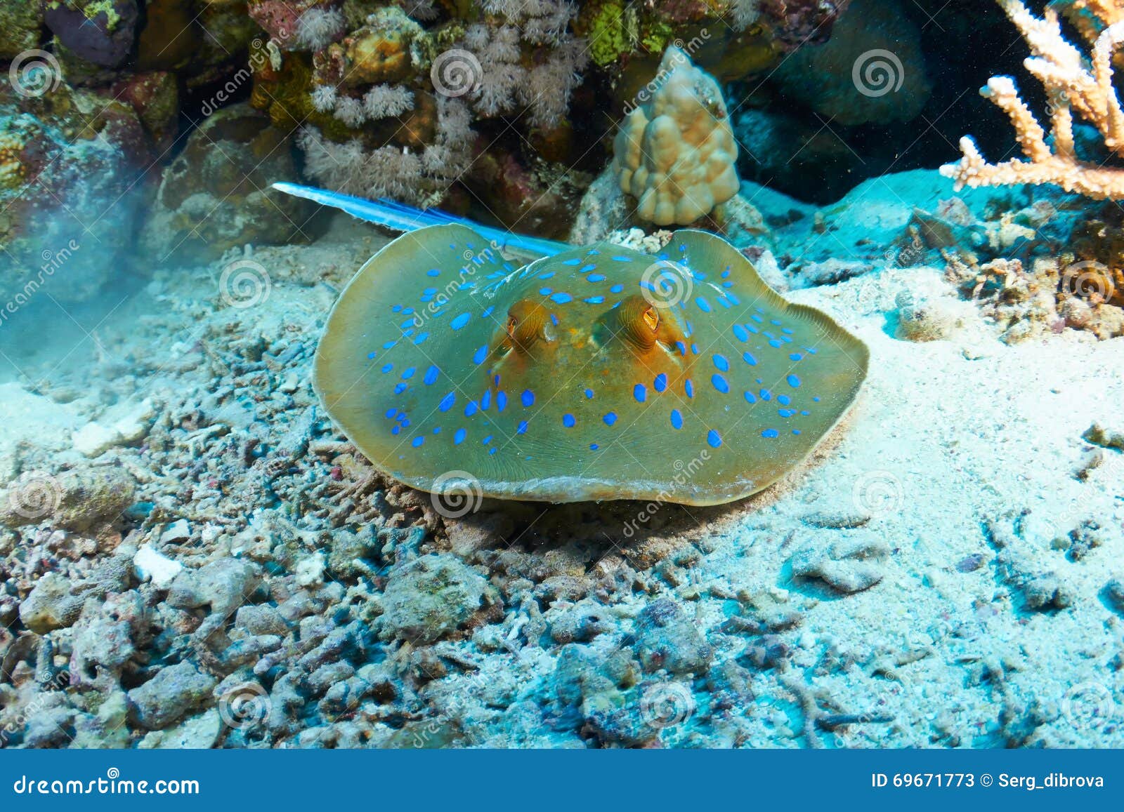 Bluespotted Stingray stockbild. Bild von fauna, blau - 69671773