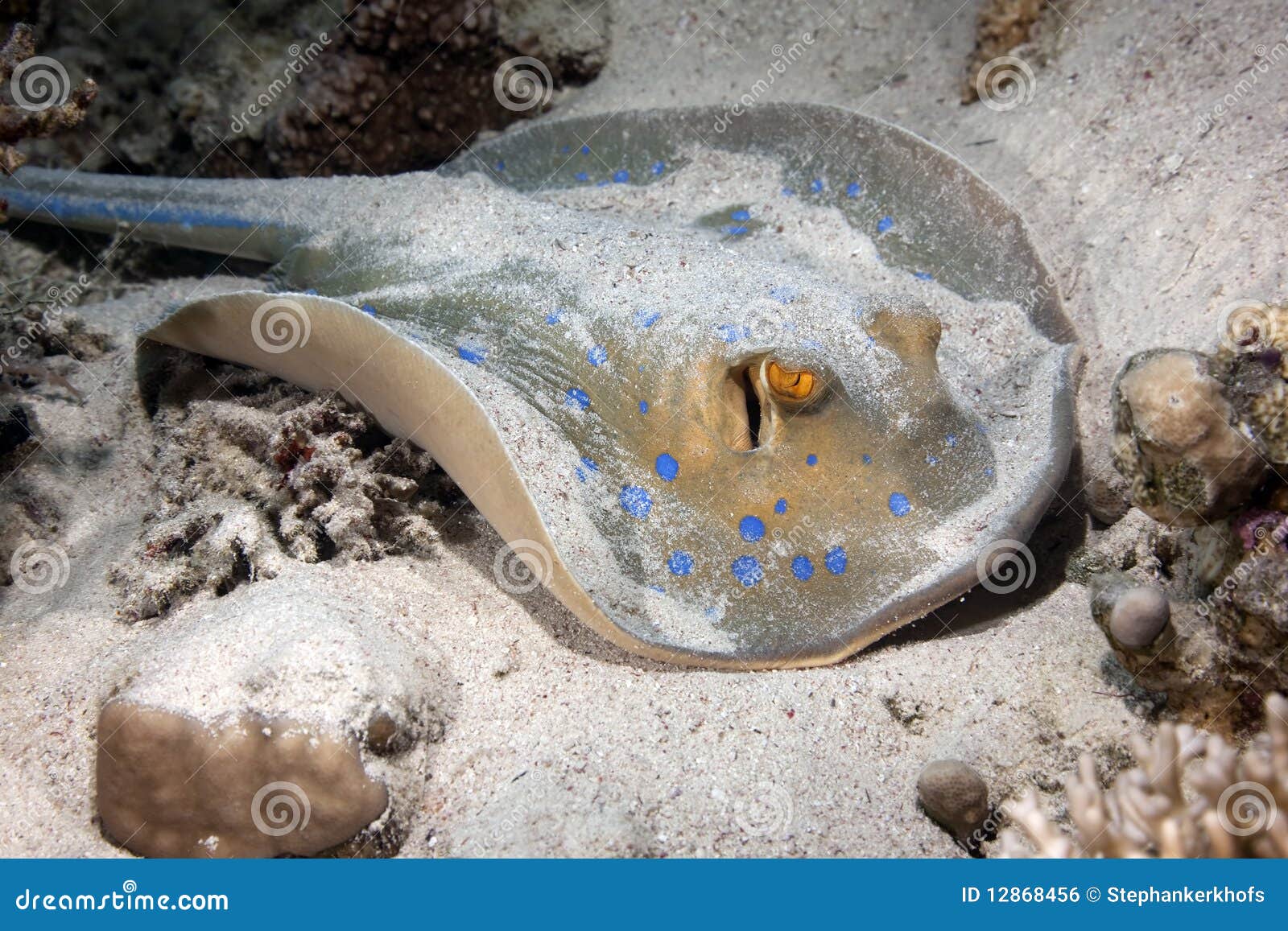 Bluespotted Stingray and Ocean Stock Photo - Image of hardcoral, life ...