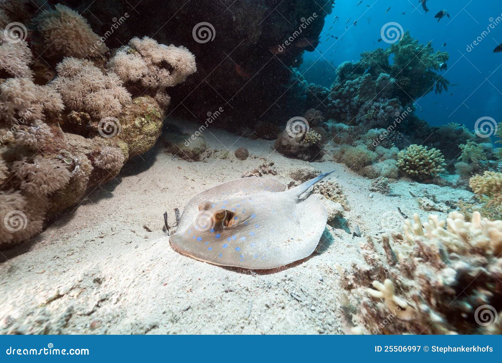 Bluespotted Stingray in the Red Sea. Stock Image - Image of stingray ...