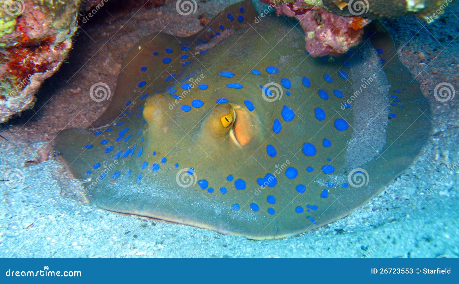 Bluespotted Stingray in the Red Sea Stock Image - Image of bluespotted ...
