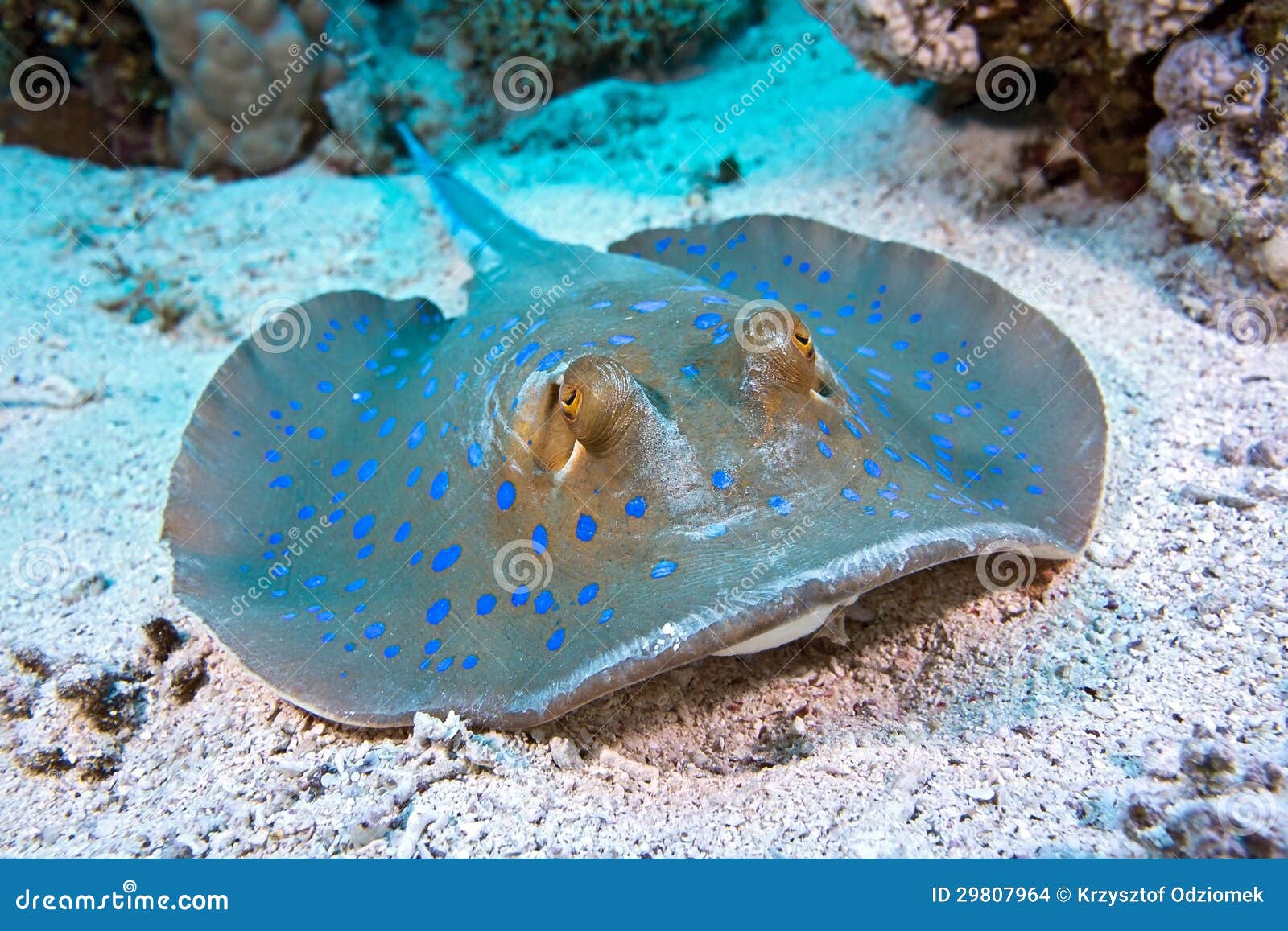 Bluespotted stingray stock photo. Image of plant, blue - 29807964