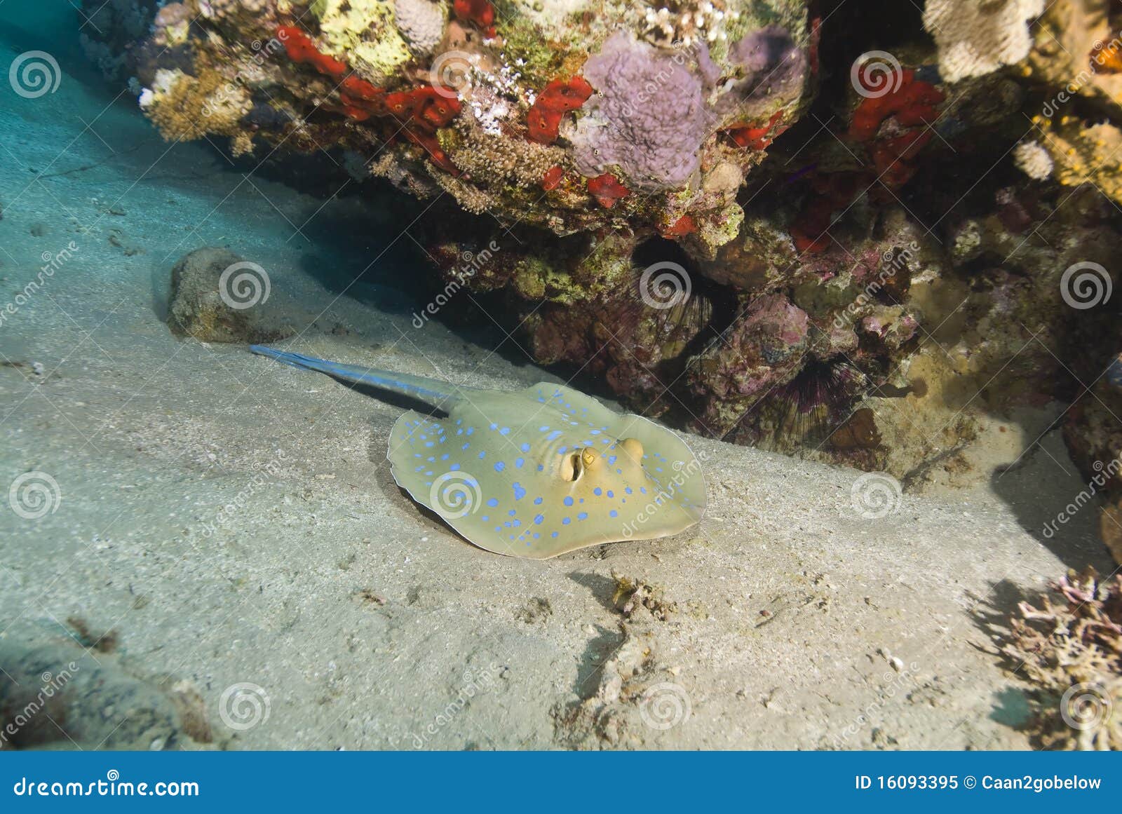 Bluespotted Stingray on a Sandy Bottom. Stock Image - Image of taeniura ...