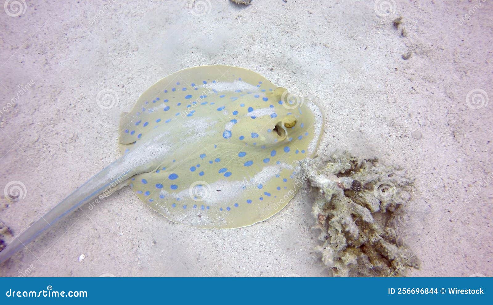 Bluespotted Stingray on Sandy Surface at the Bottom Layer of the Ocean ...
