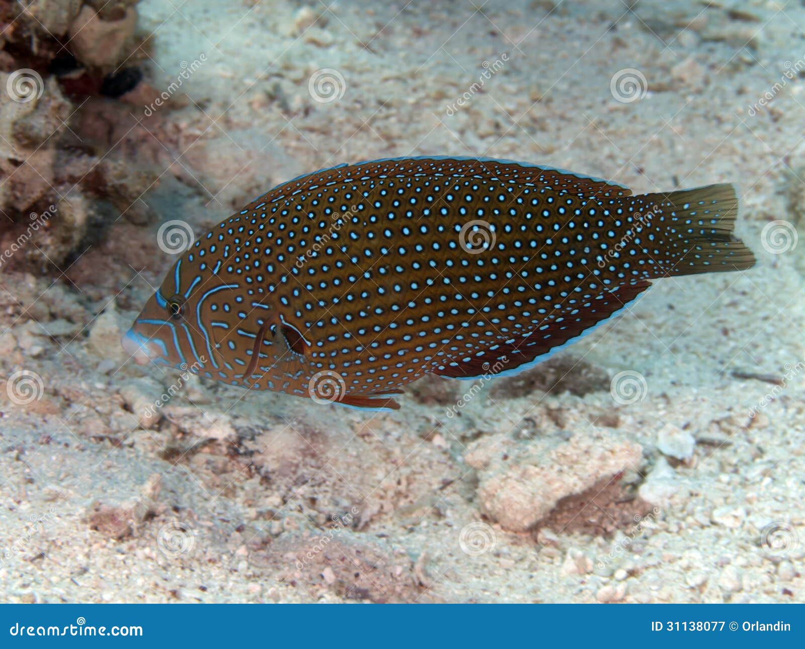 Bluespotted wrasse stock image. Image of tropical, wildlife - 31138077