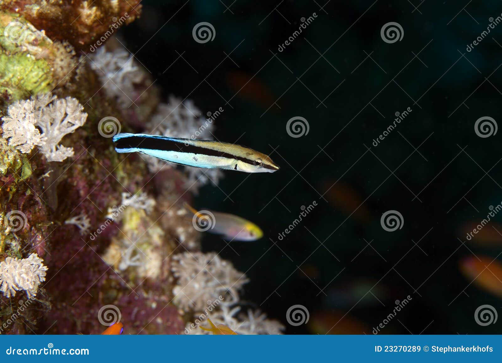 Bluestreak Cleaner Wrasse Cleaning Another Fish, A Red Sea Sailfin Tang ...