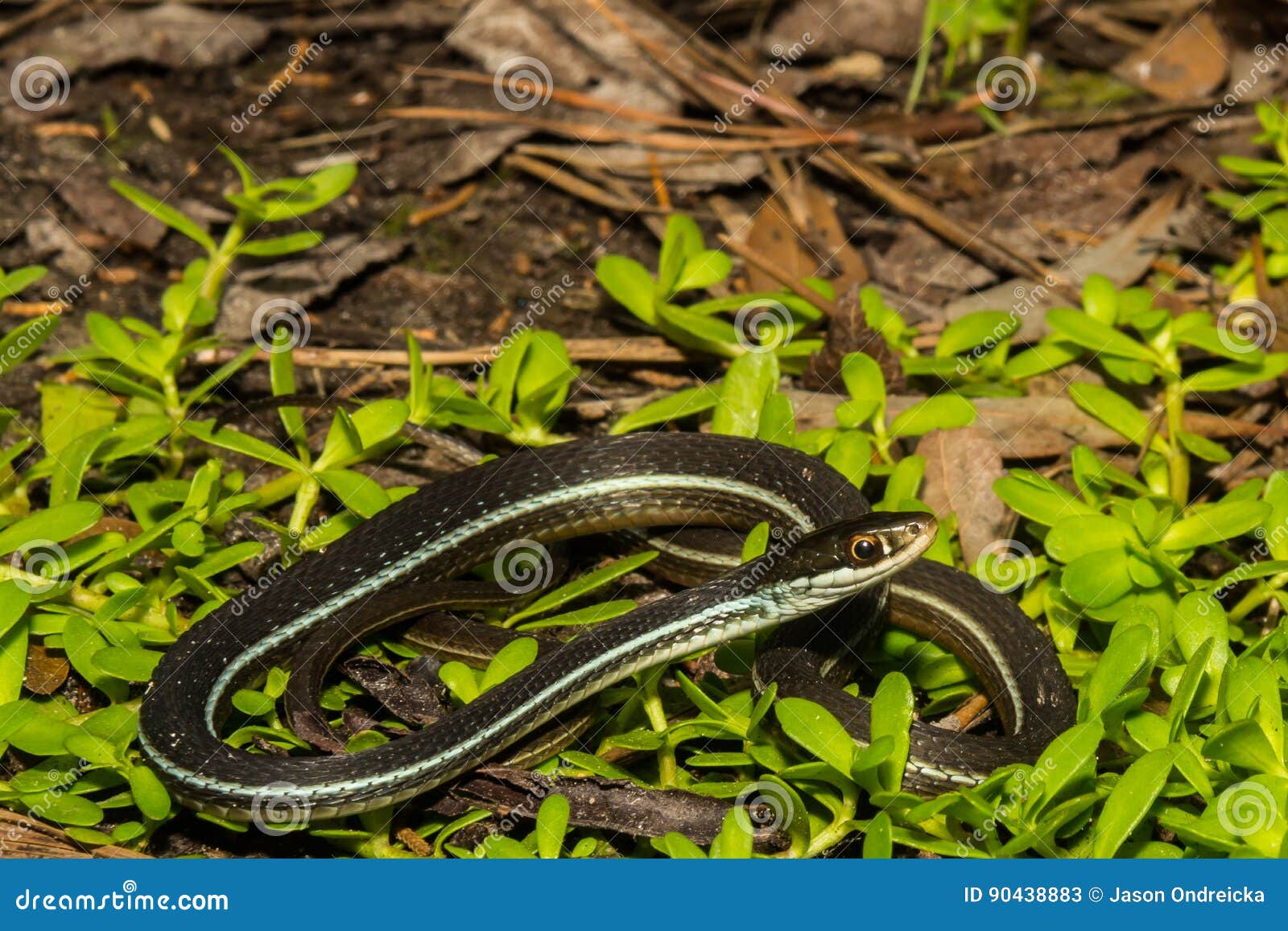 Bluestripe Ribbon Snake stock image. Image of close, ecology - 90438883